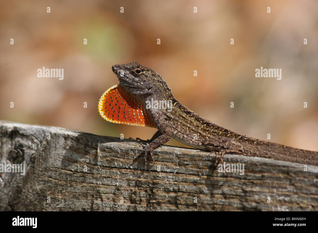 Red Anole Lizard