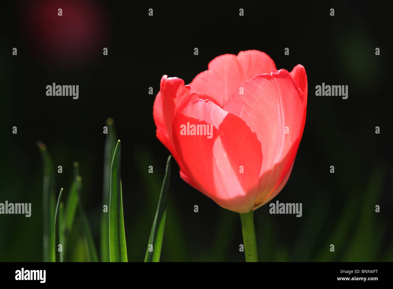 A single pink tulip which is backlit against a shady background Stock ...