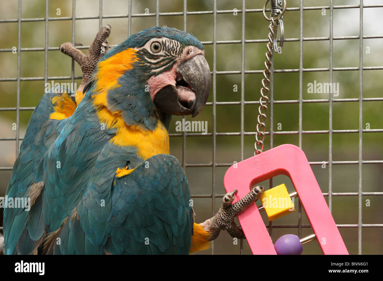 Aviary macaw hi-res stock photography and images - Alamy