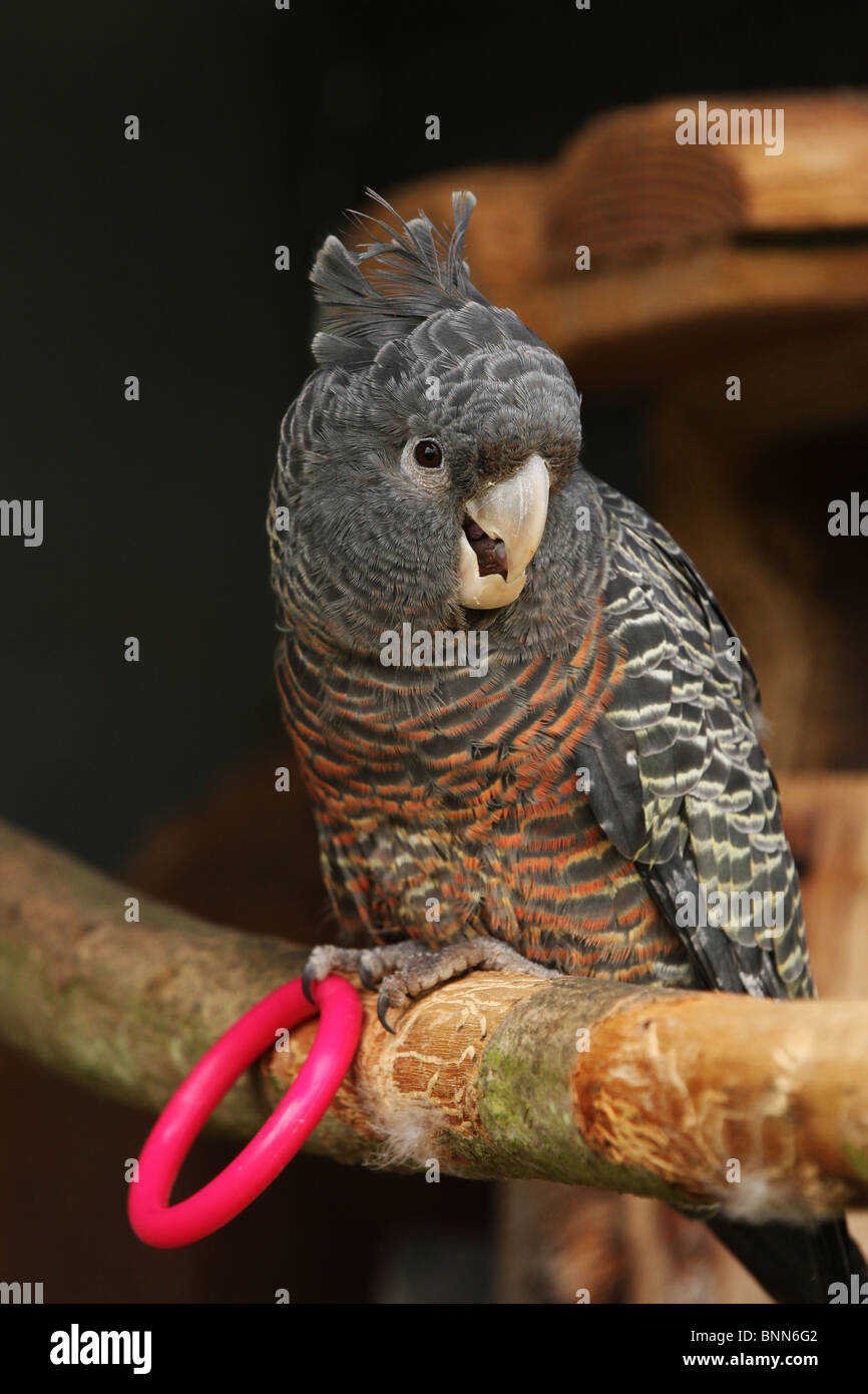 Vertical shot of a Gang Gang Cockatoo holding a toy in captivity. Latin ...