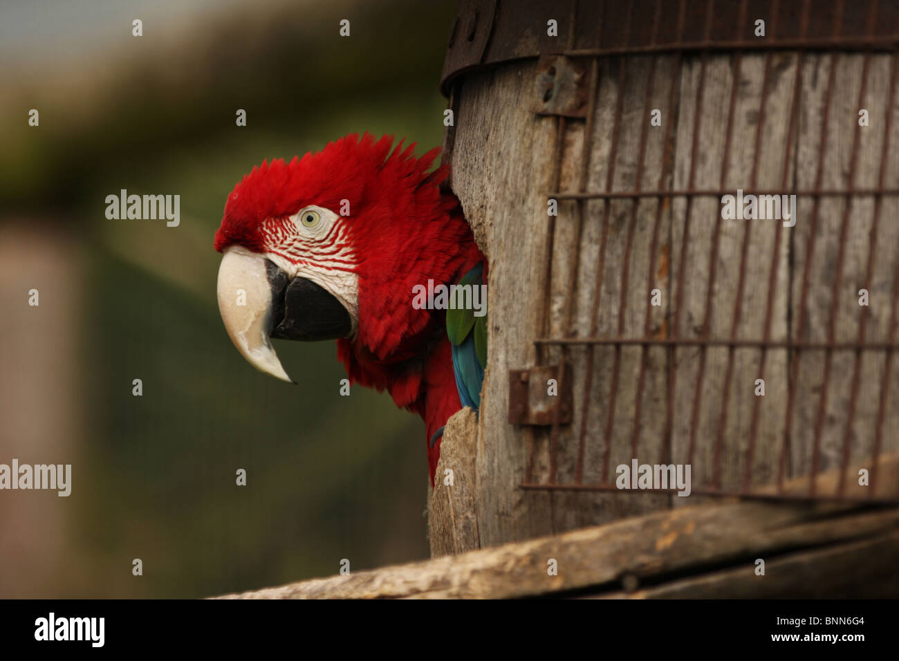 Head parrot macaw hi-res stock photography and images - Alamy