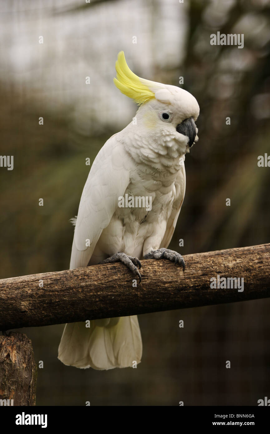 Crested parrot hi-res stock photography and images - Alamy