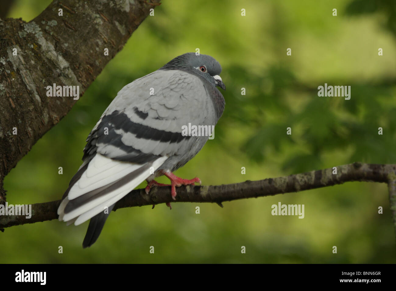 Feral pigeon in a tree Stock Photo - Alamy