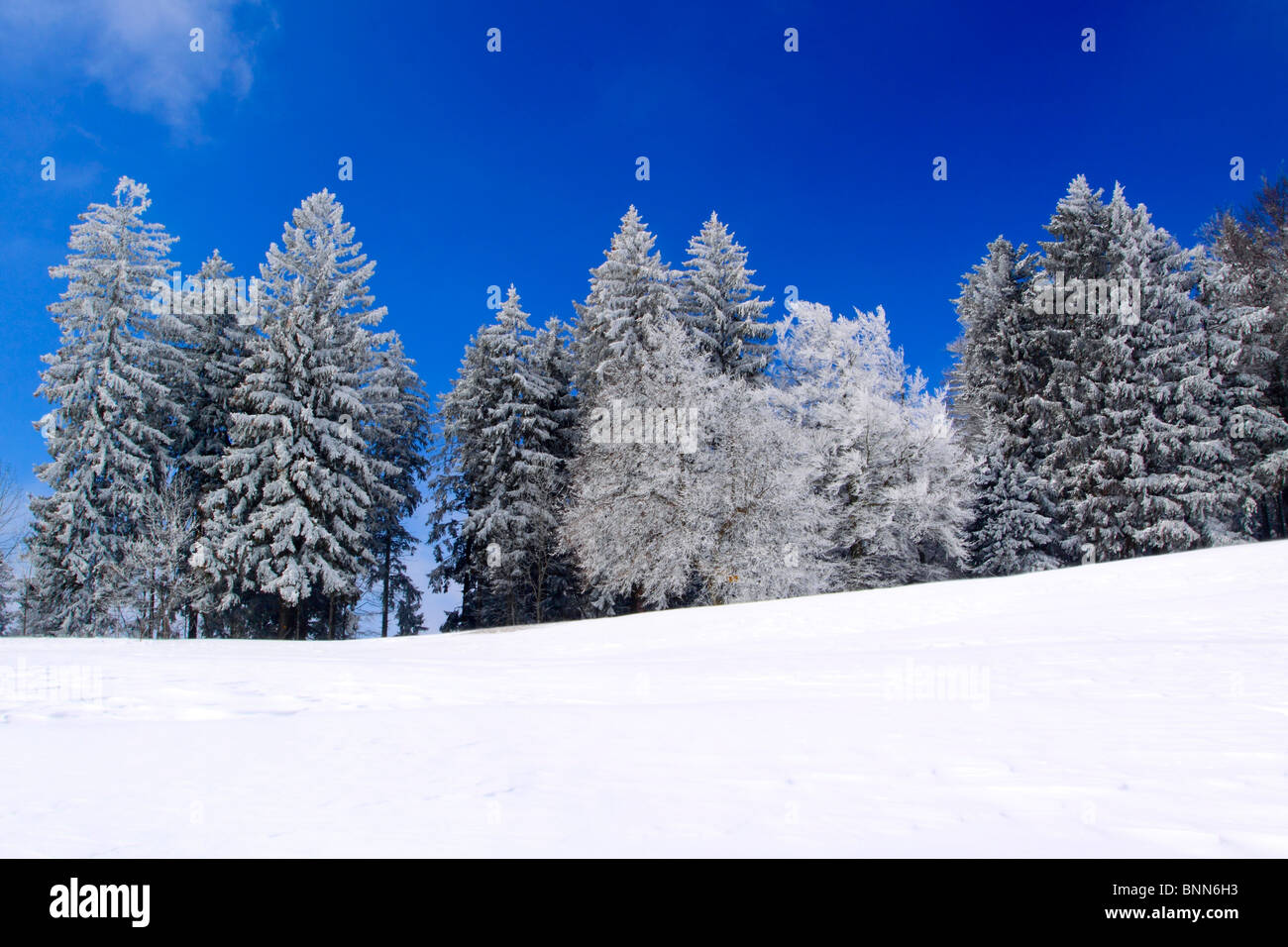 Tree group of trees trees gust squall ice Ghöch cold mixed forest ...