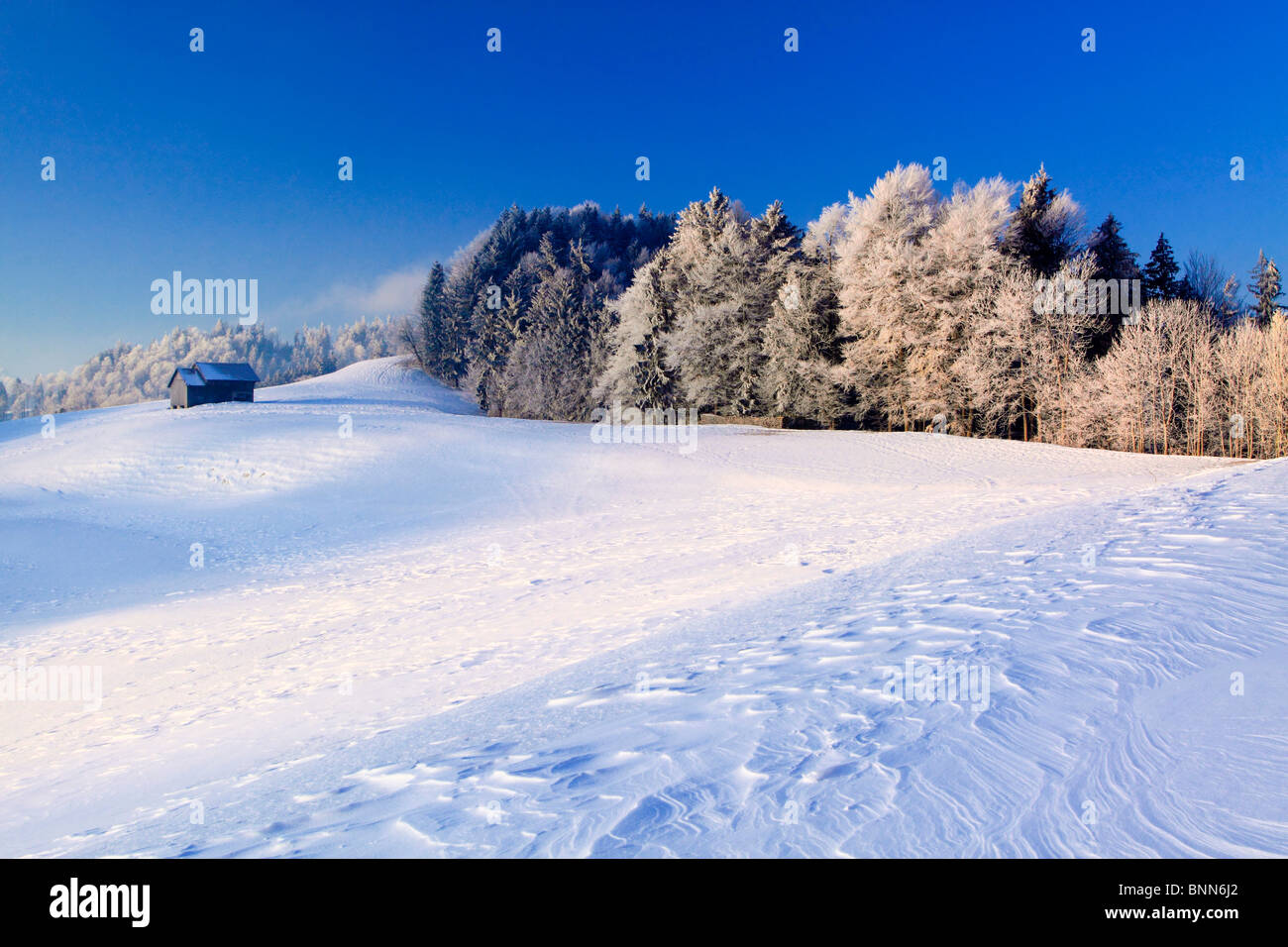 Tree group of trees trees gust squall ice Ghöch cold mixed forest ...