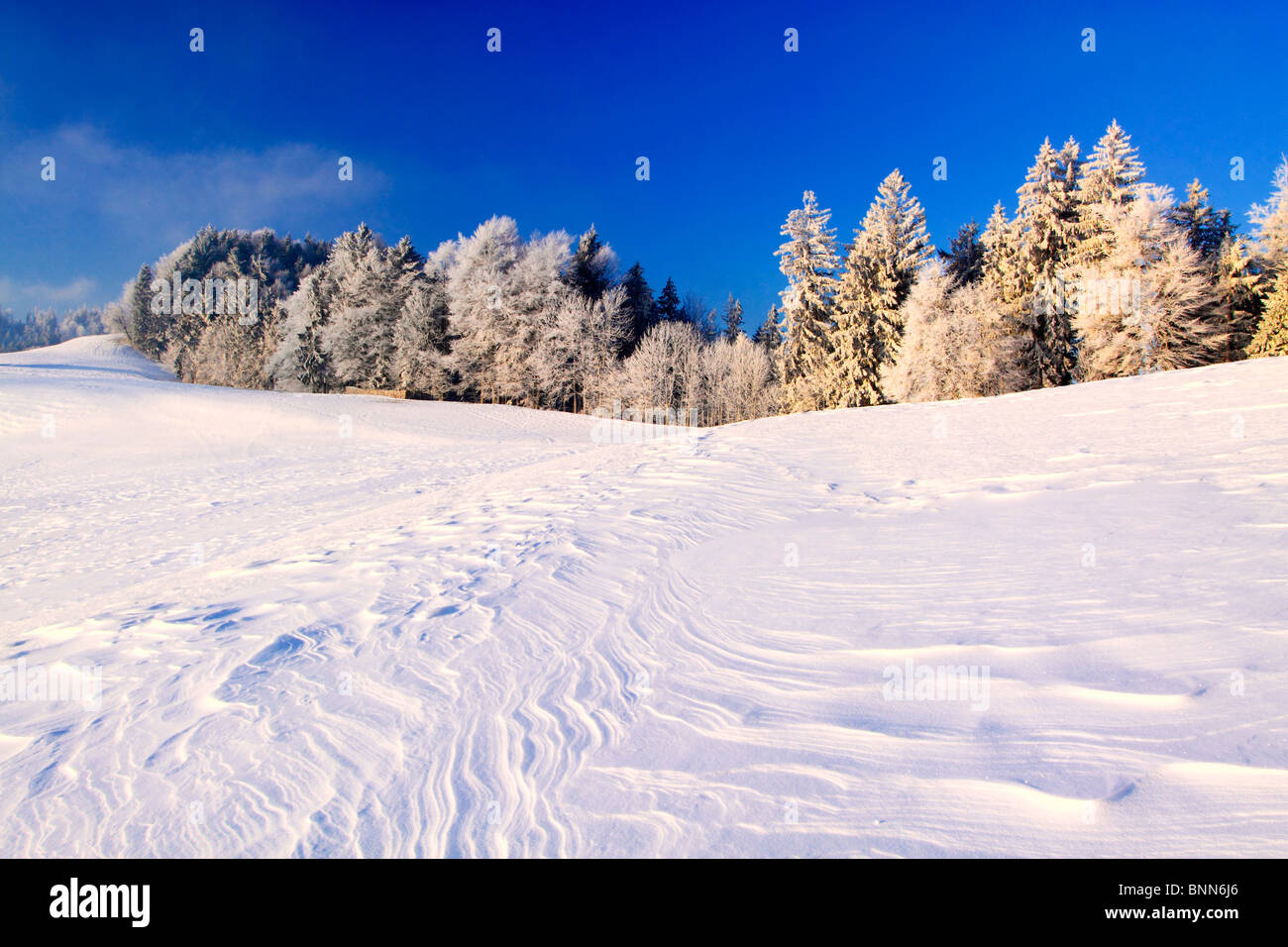 Tree group of trees trees gust squall ice Ghöch cold mixed forest ...