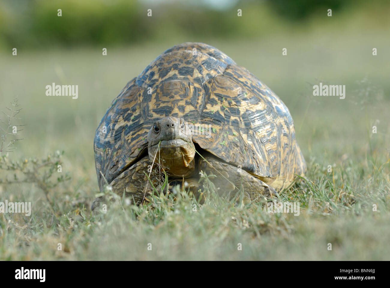 Leopard Tortoise, Geochelone pardalis, Masai Mara National Reserve ...