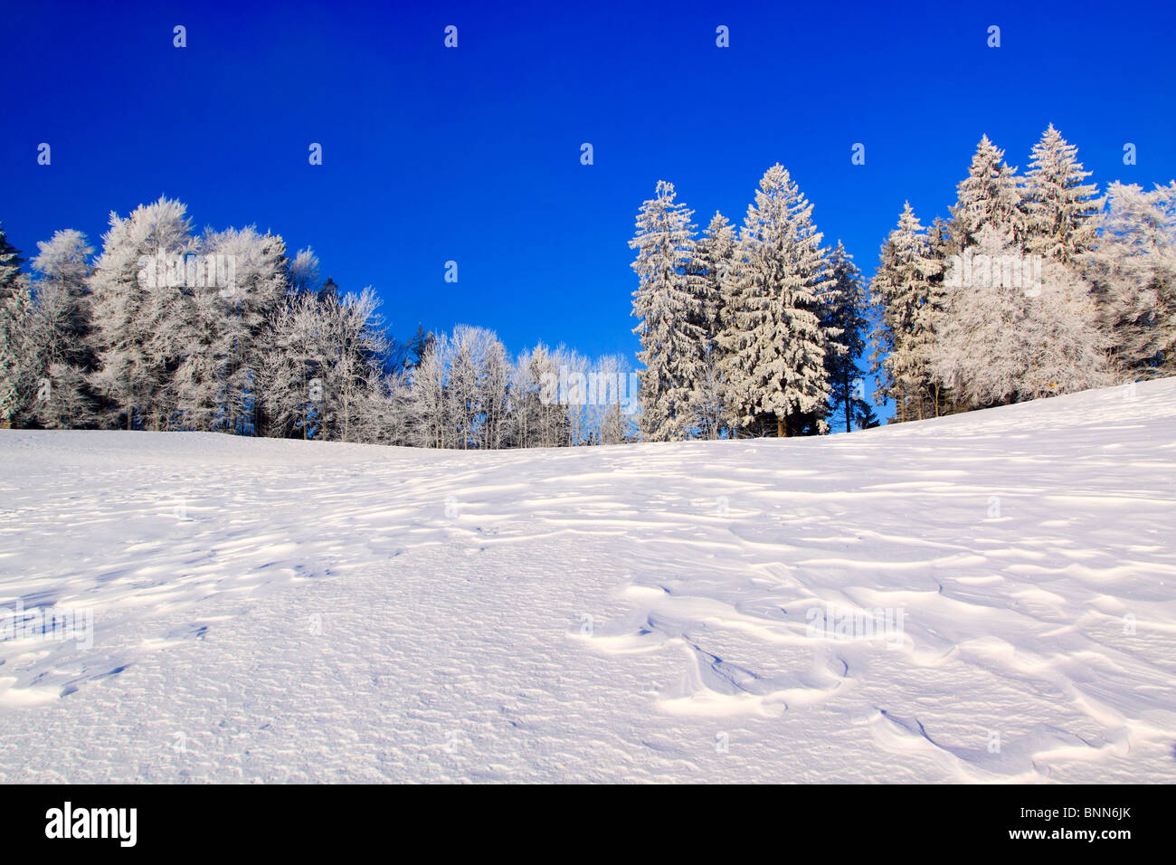 Tree group of trees trees gust squall ice Ghöch cold mixed forest ...