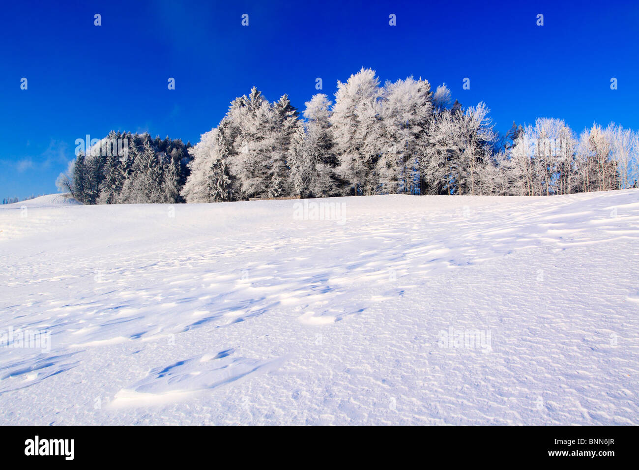 Tree group of trees trees gust squall ice Ghöch cold mixed forest ...