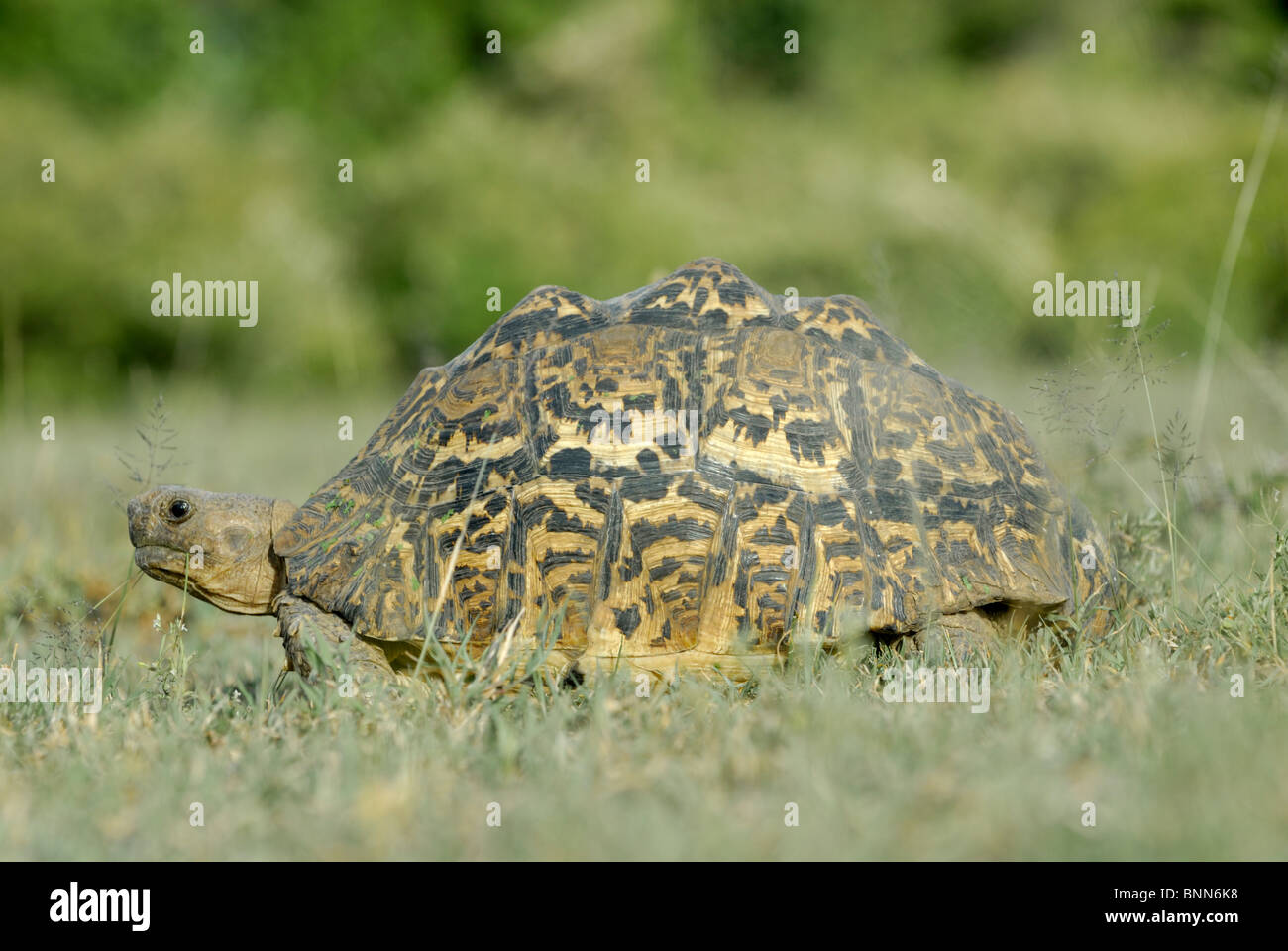 Leopard Tortoise Kenya Stock Photos & Leopard Tortoise Kenya Stock ...