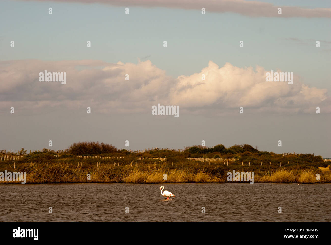Moulouya river natural reserve hi-res stock photography and images - Alamy