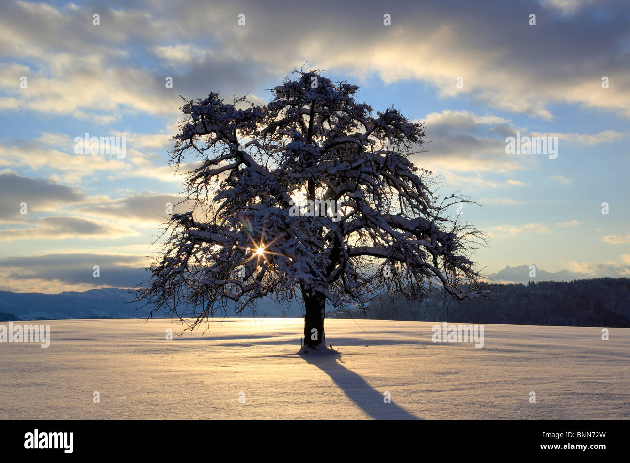 Alps alpine apple apple tree apple tree tree back light sky cold light ...