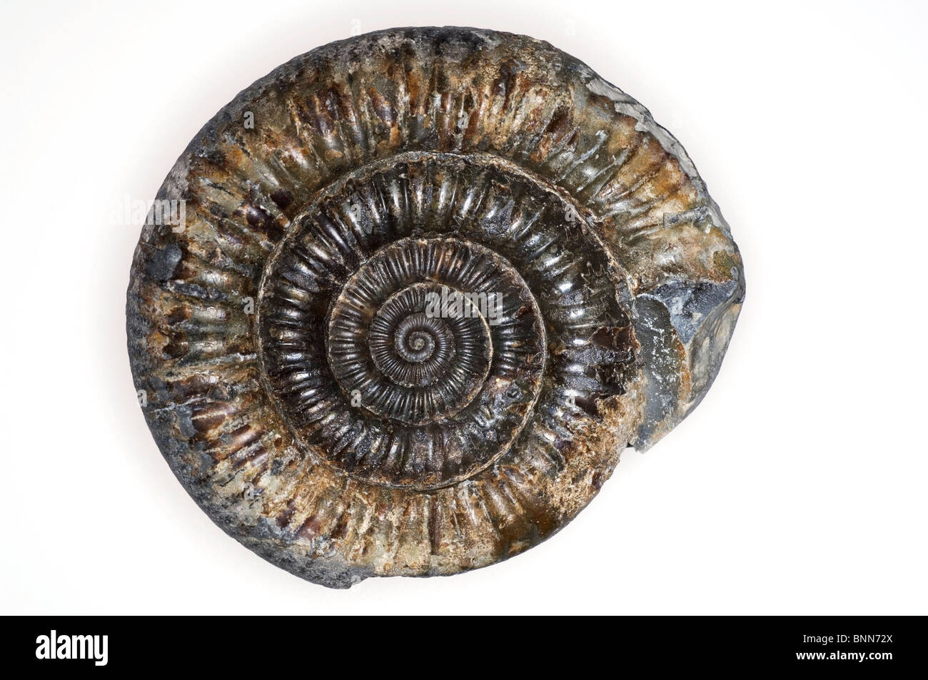 Ammonite fossil hi-res stock photography and images - Alamy