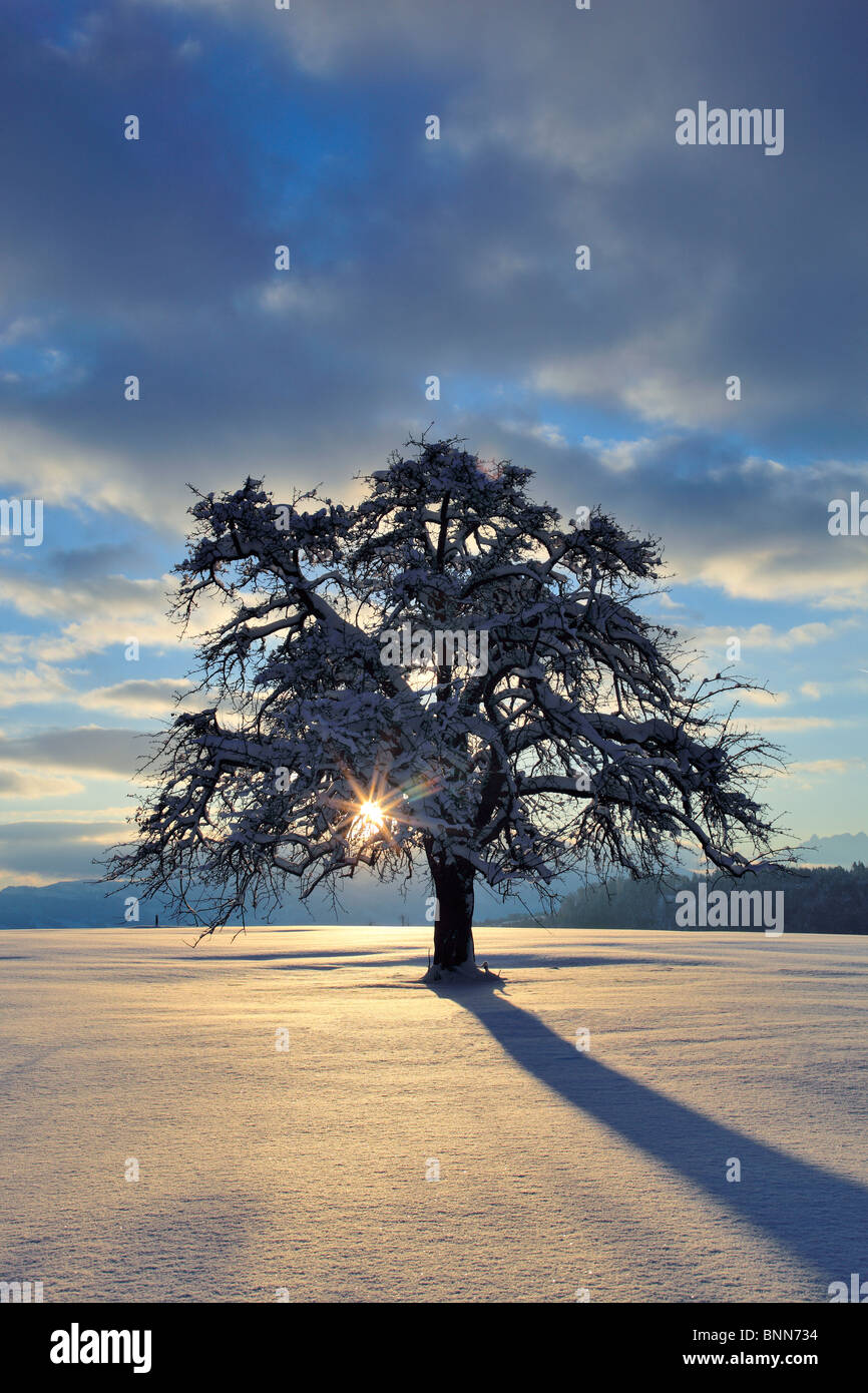 Alps alpine apple apple tree apple tree tree back light sky cold light ...