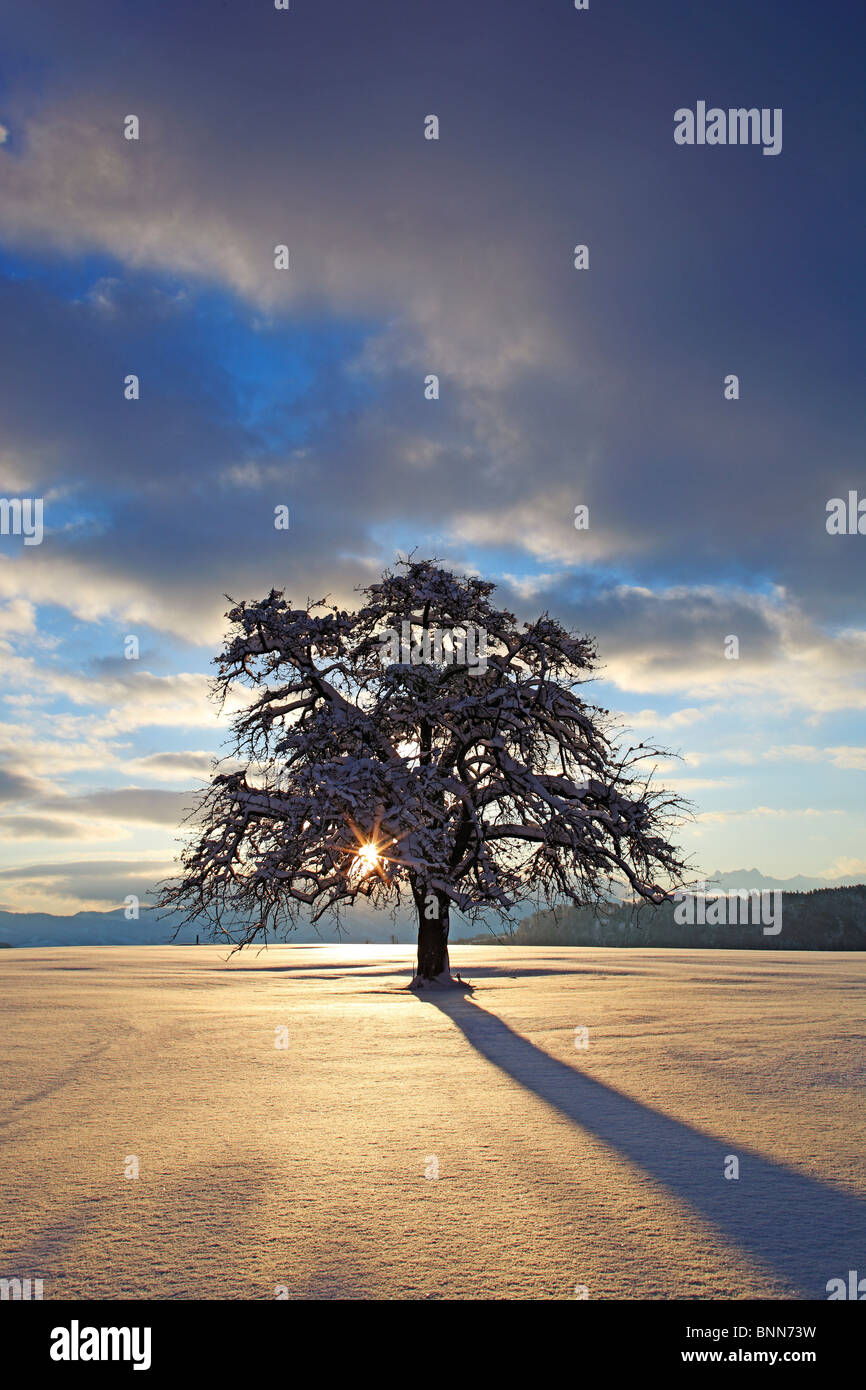 Alps alpine apple apple tree apple tree tree back light sky cold light ...
