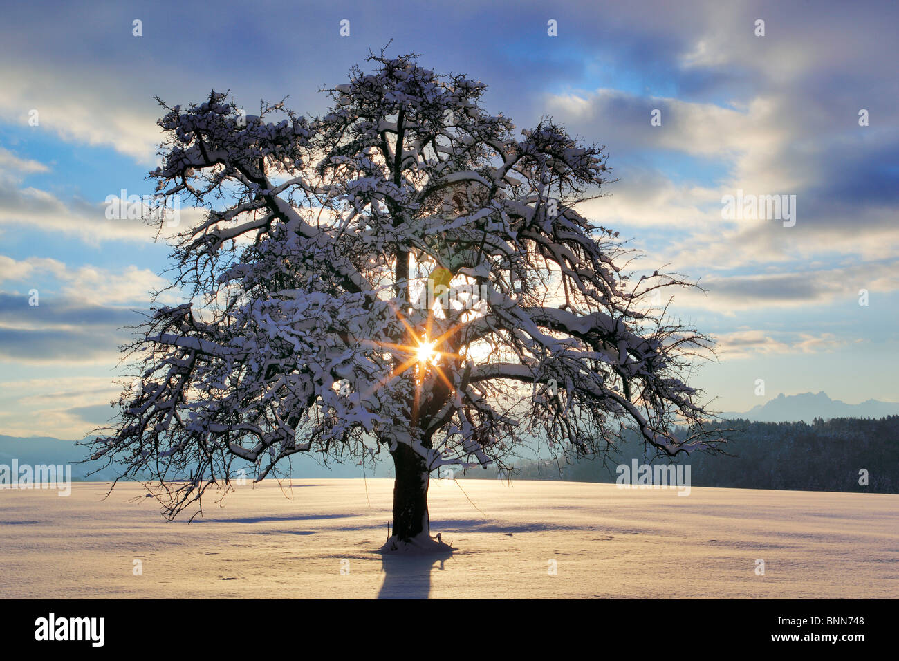 Alps alpine apple apple tree apple tree tree back light sky cold light ...