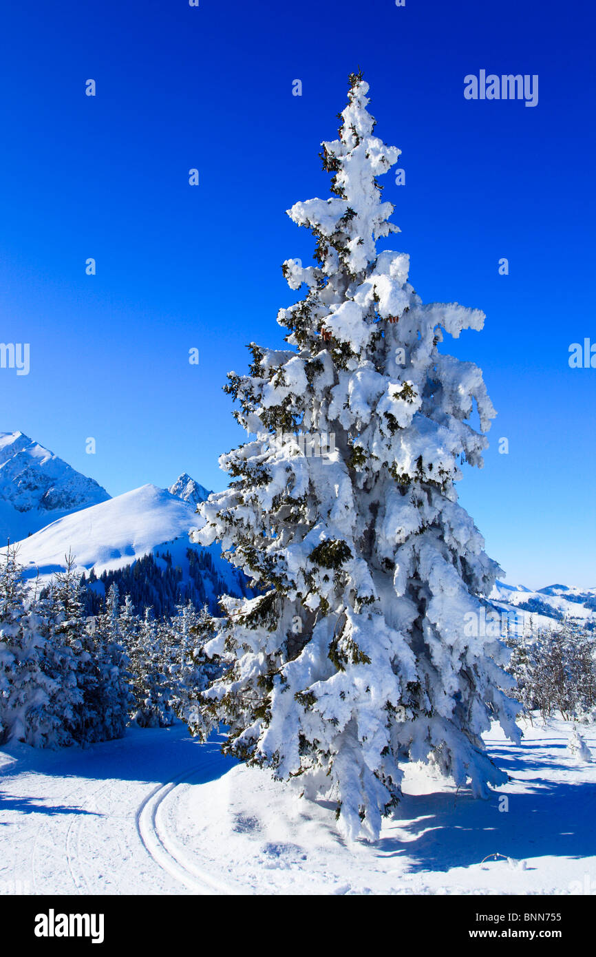 Alps alpine tree tree border mountain Bern Bernese Bernese Alps canton ...