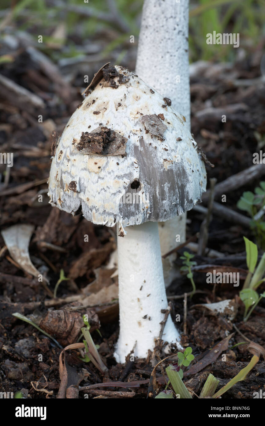 Ink cap Coprinus species fungi growing in the Australian bush Stock ...