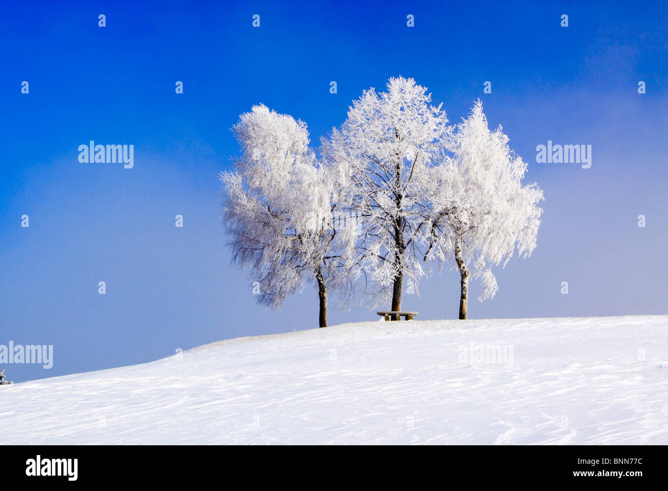 3 bank tree group of trees birch trees gust squall 3-unity ice Ghöch ...