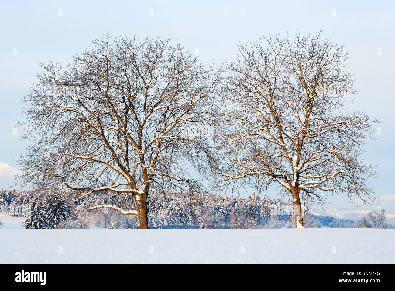 Tree trees cold light lime-tree pair couple plant snow Switzerland ...