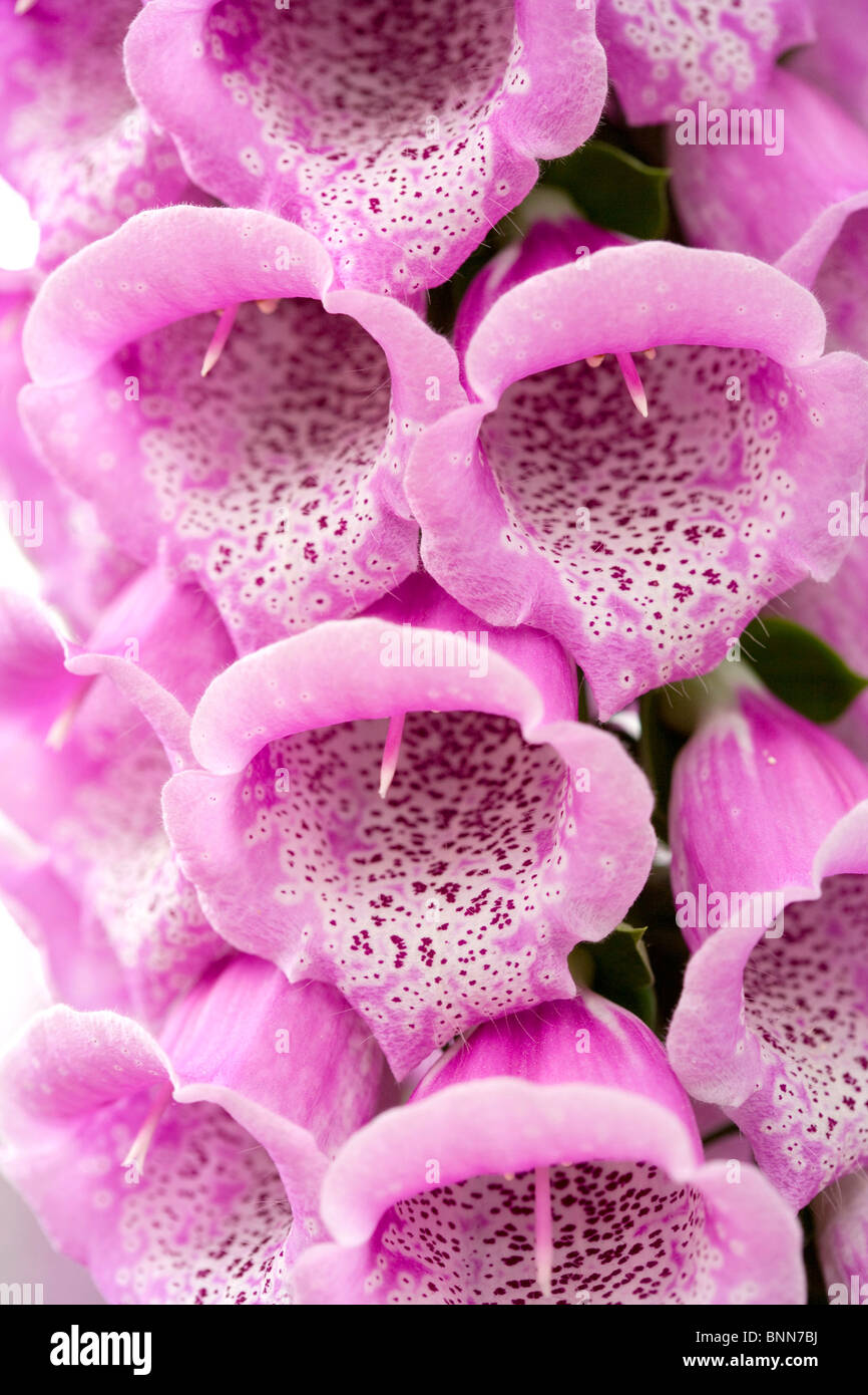Foxglove (Digitalis purpurea 'Excelsior' Stock Photo - Alamy