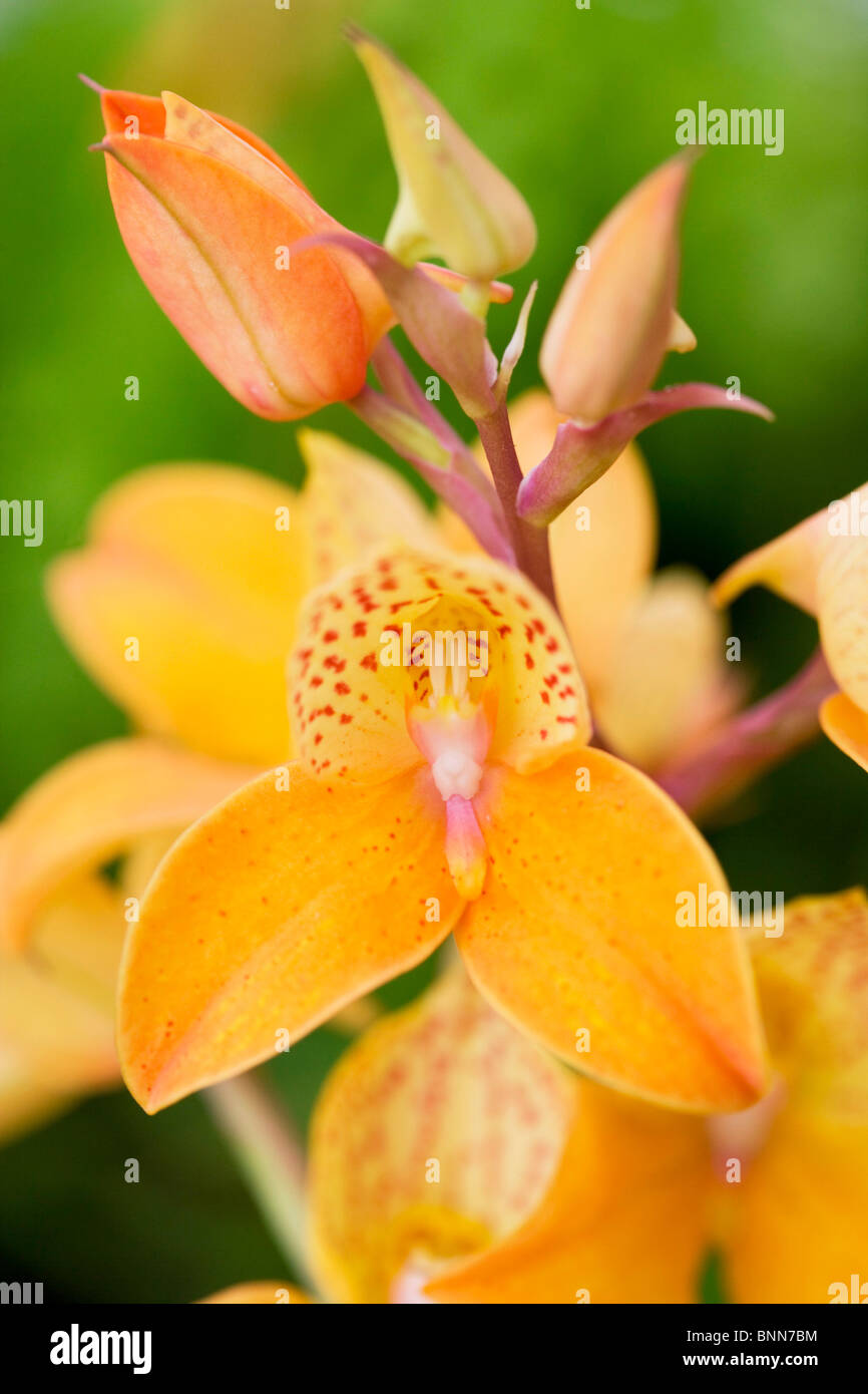 Orchid (Disa 'Kewensis' Stock Photo - Alamy