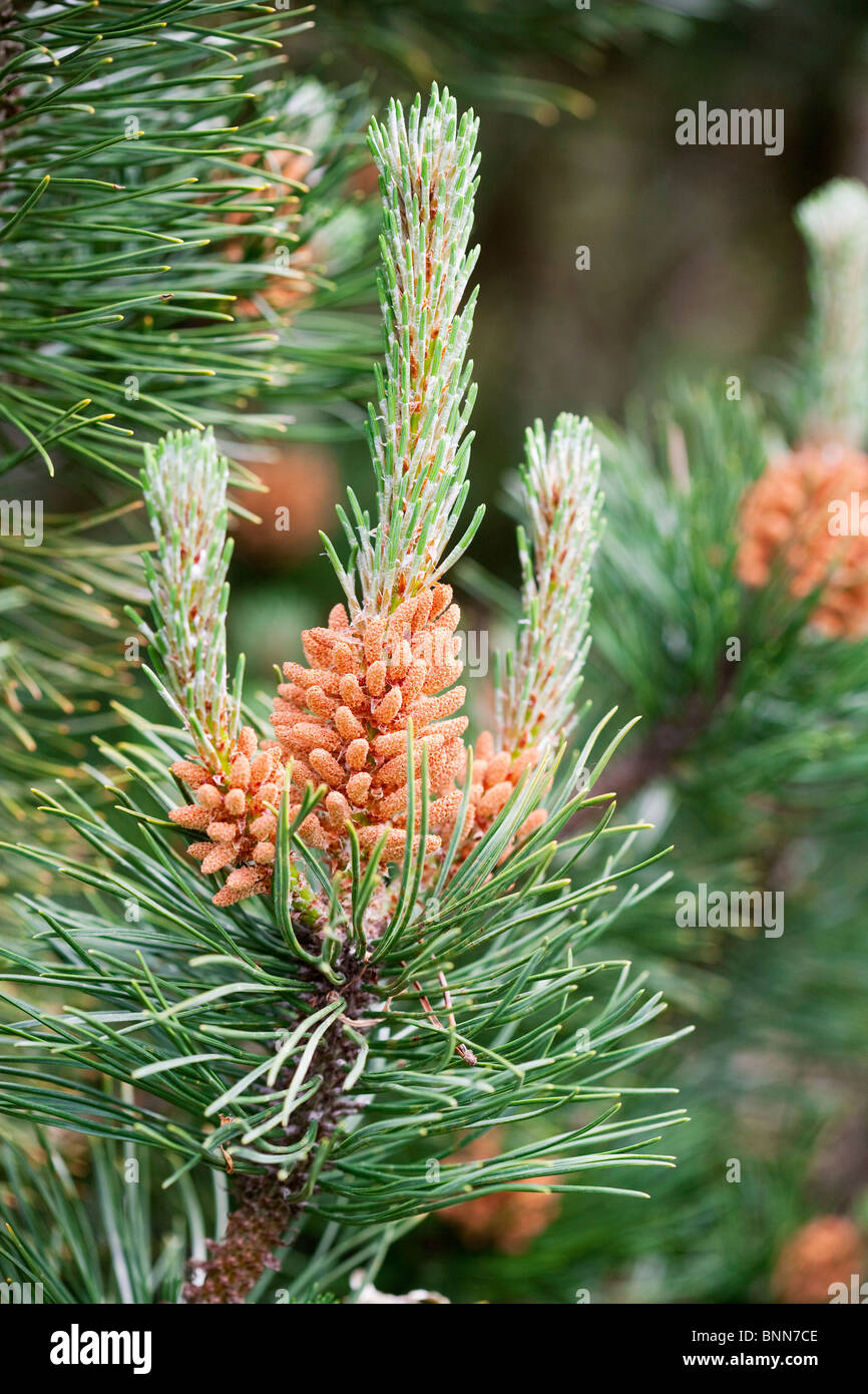 Mugo pine (Pinus mugo Stock Photo - Alamy