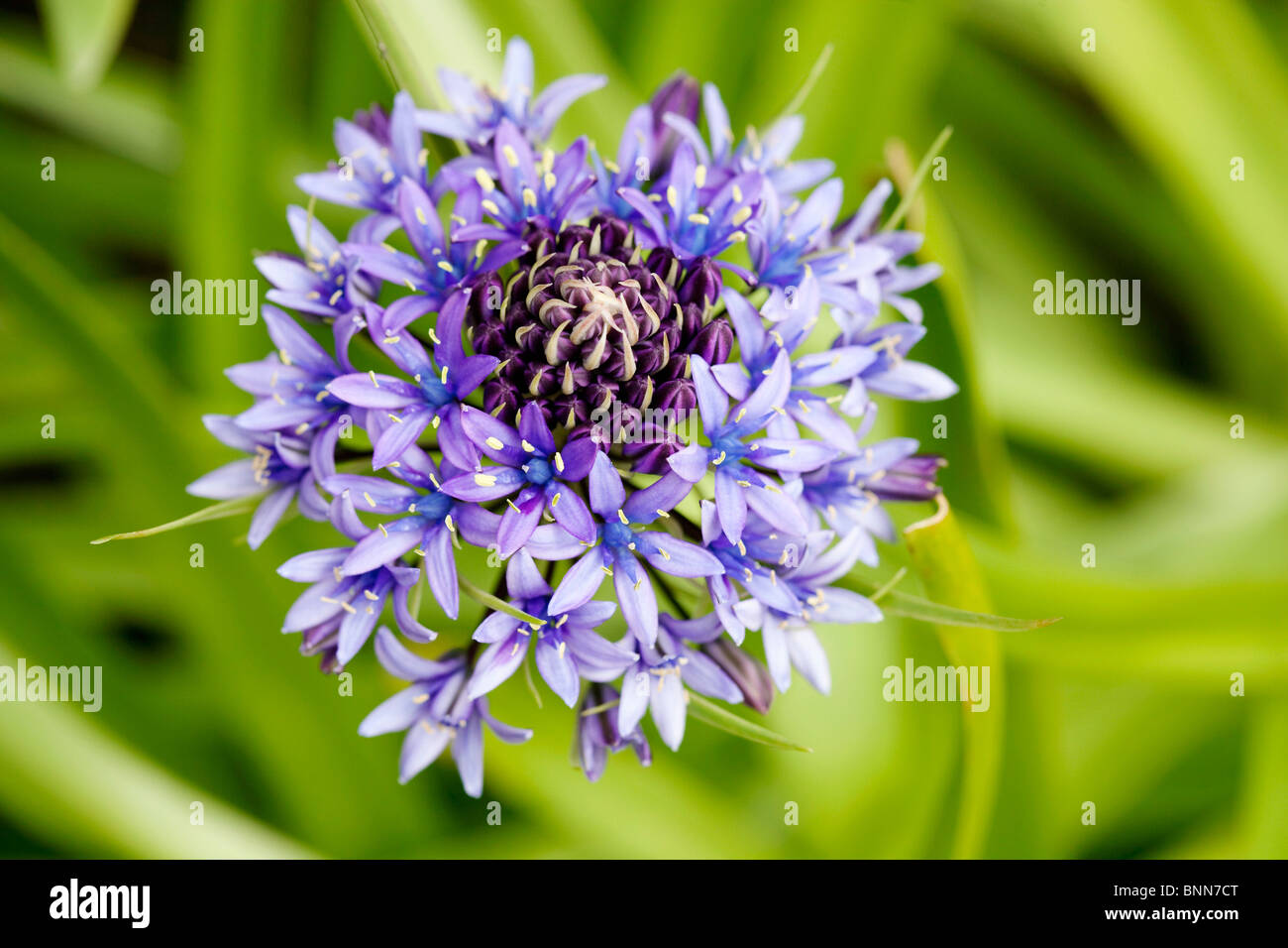 Scilla peruviana flowers Stock Photo - Alamy