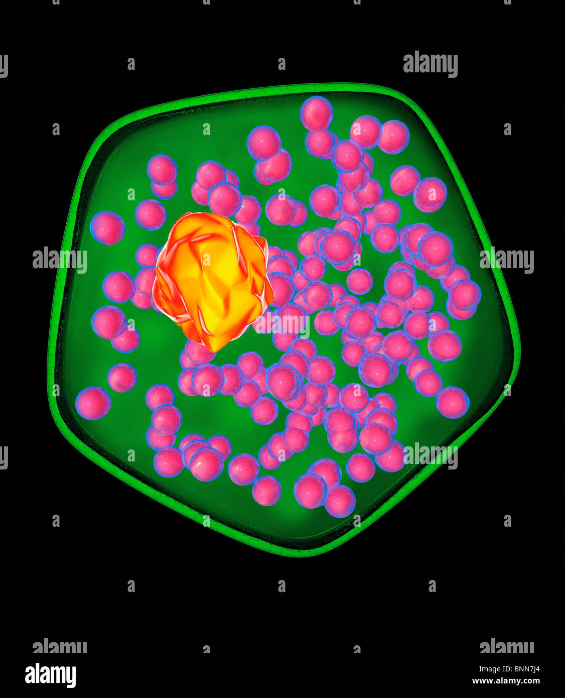 Plant cell, artwork Stock Photo - Alamy