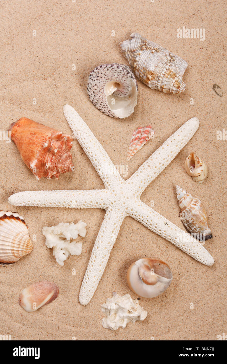 shells on the beach Stock Photo - Alamy
