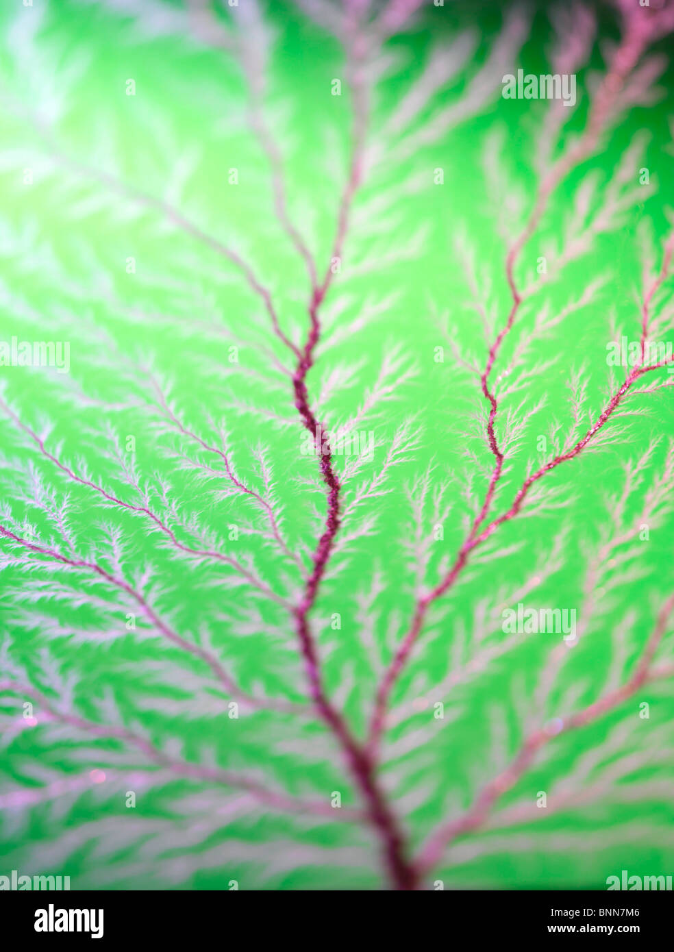 Electron tree hi-res stock photography and images - Alamy