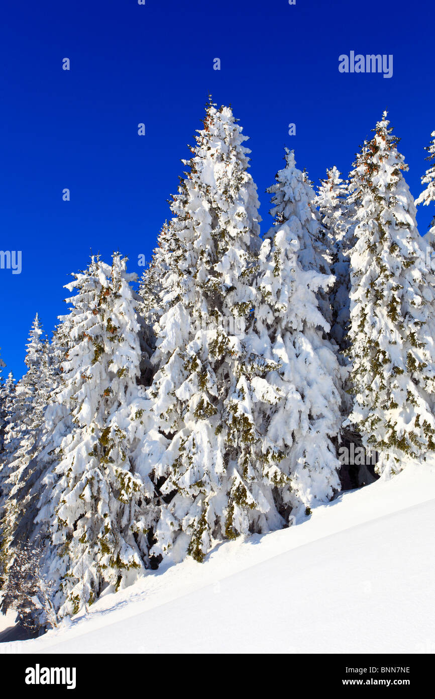 Tree tree border mountain Bern Bernese Bern middle land Bern Bern trees ...
