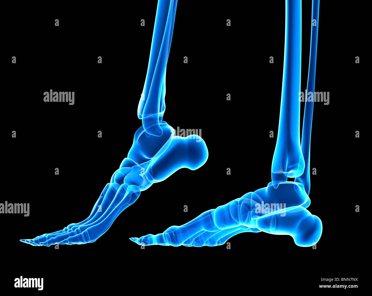 The bones of the feet, comuter artwork Stock Photo - Alamy