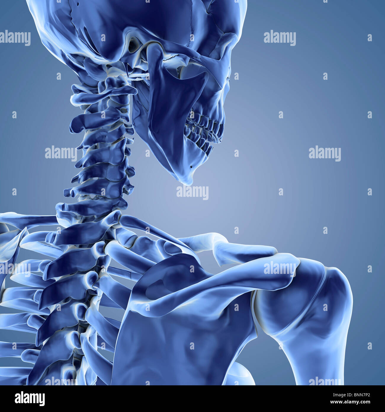 Upper body skeleton, computer artwork Stock Photo - Alamy