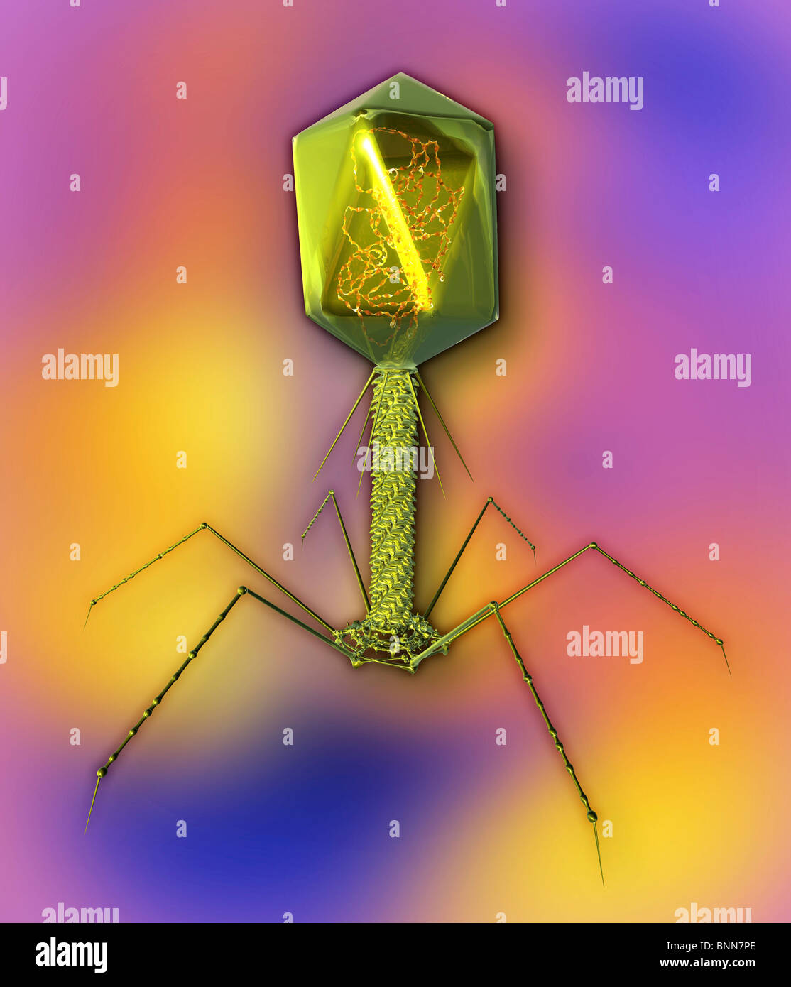 T4 bacteriophage virus, computer artwork Stock Photo - Alamy