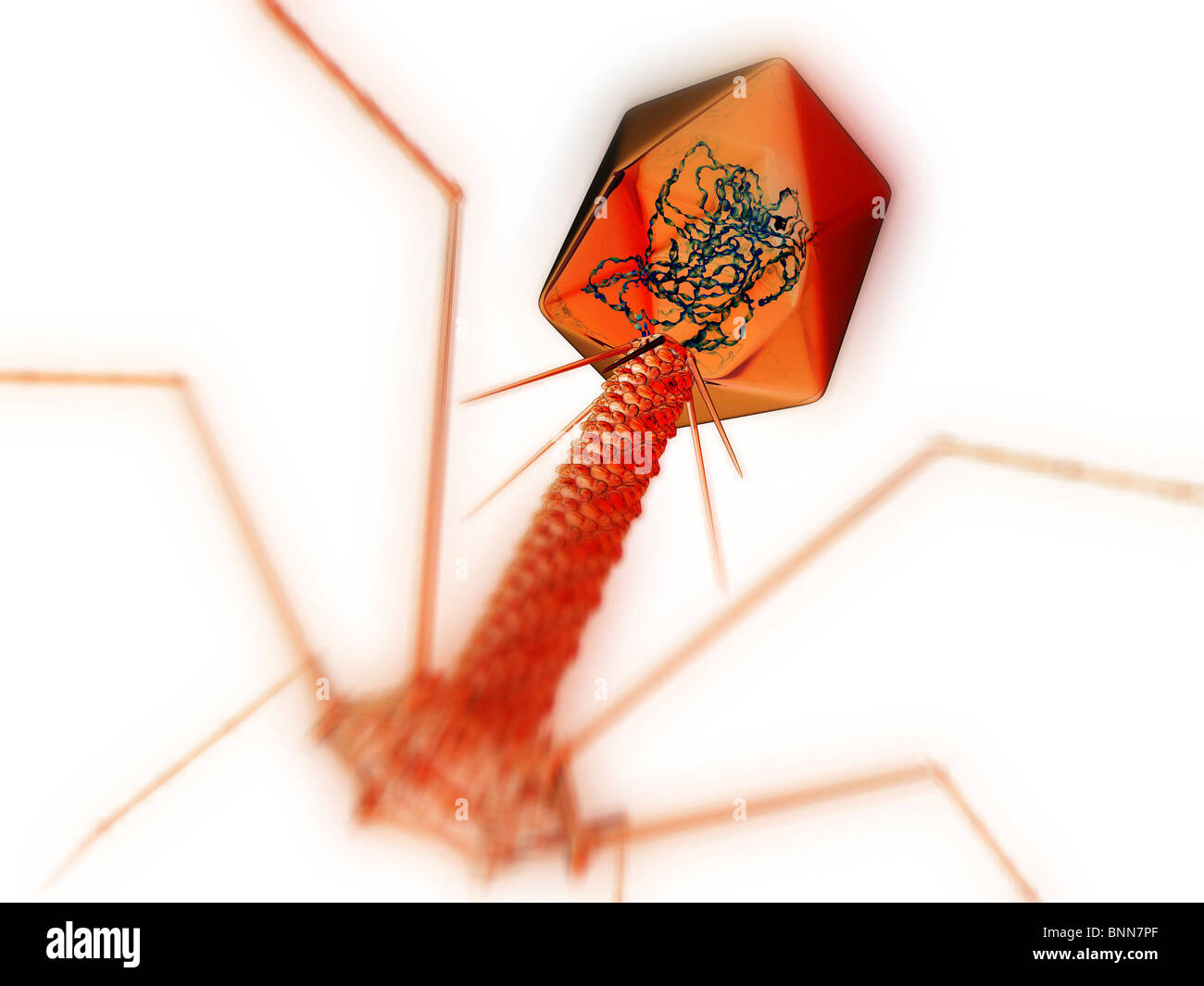 T4 bacteriophage virus, computer artwork Stock Photo - Alamy