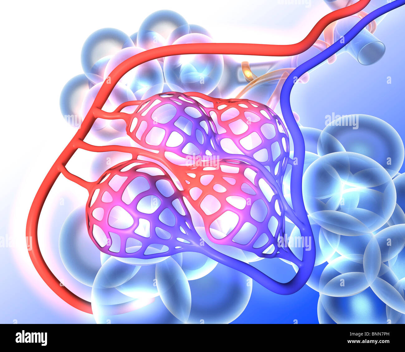 Alveoli and blood vessels hi-res stock photography and images - Alamy