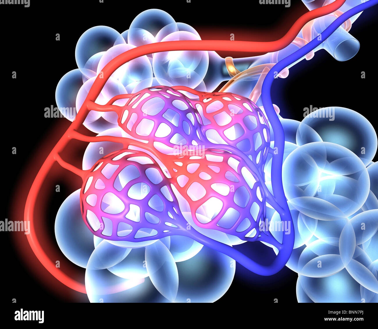 Lung blood vessels hi-res stock photography and images - Alamy