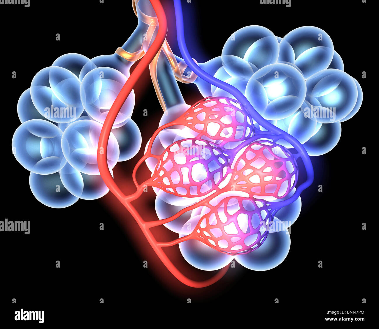 Alveoli and blood vessels hi-res stock photography and images - Alamy