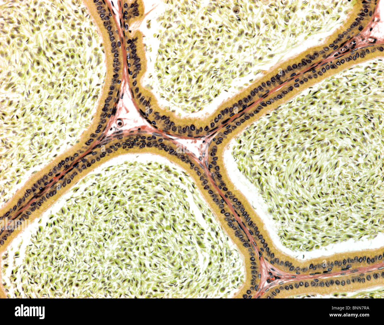 Epididymis, light micrograph Stock Photo - Alamy