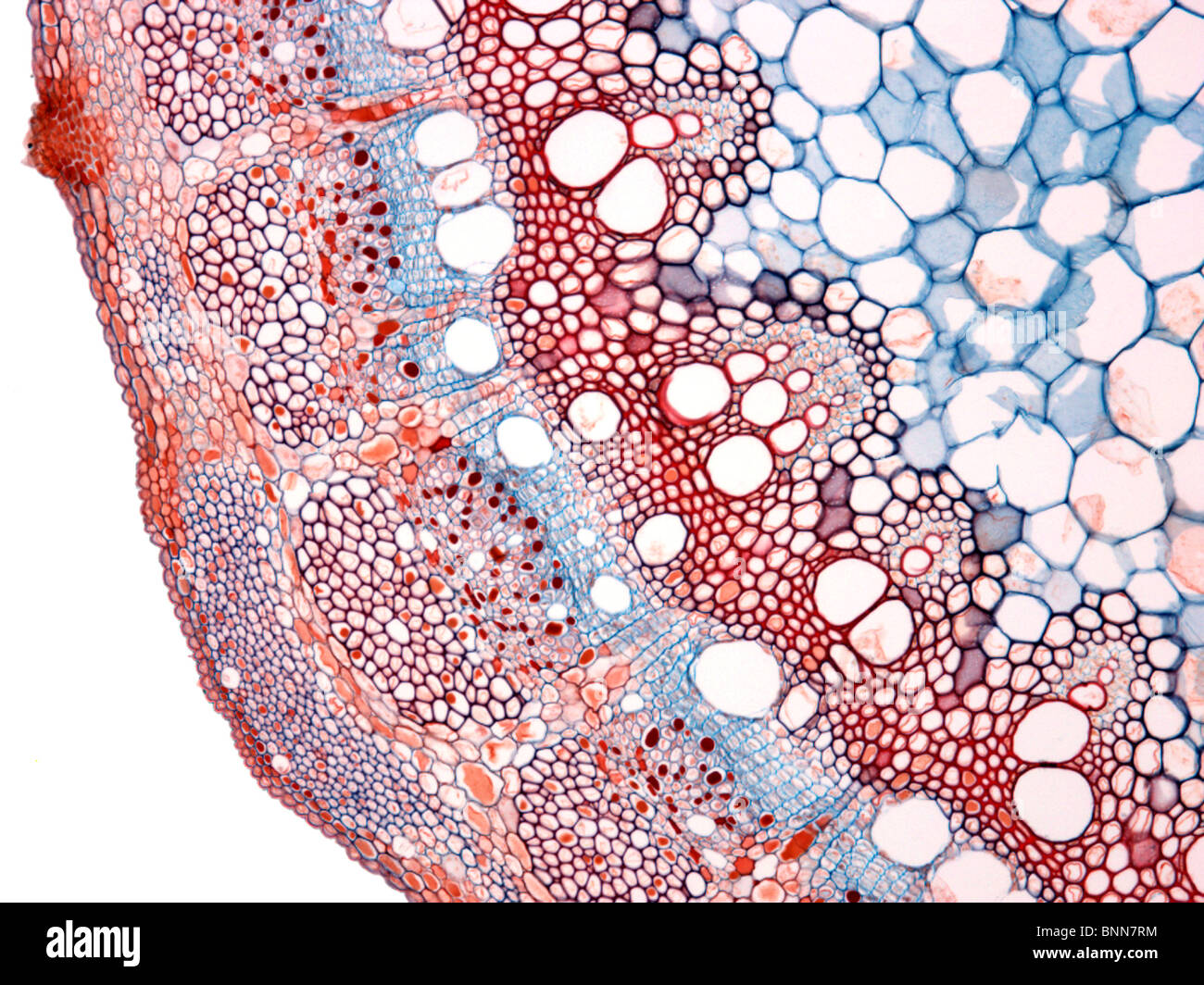 Phloem Micrograph Stock Photos & Phloem Micrograph Stock Images - Alamy