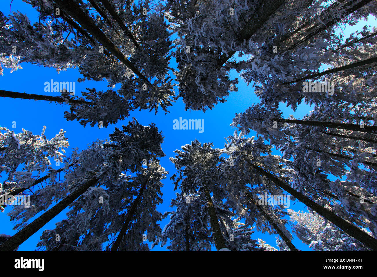 Tree trunk trunks trees ice frog perspective cold lines nature uplands ...