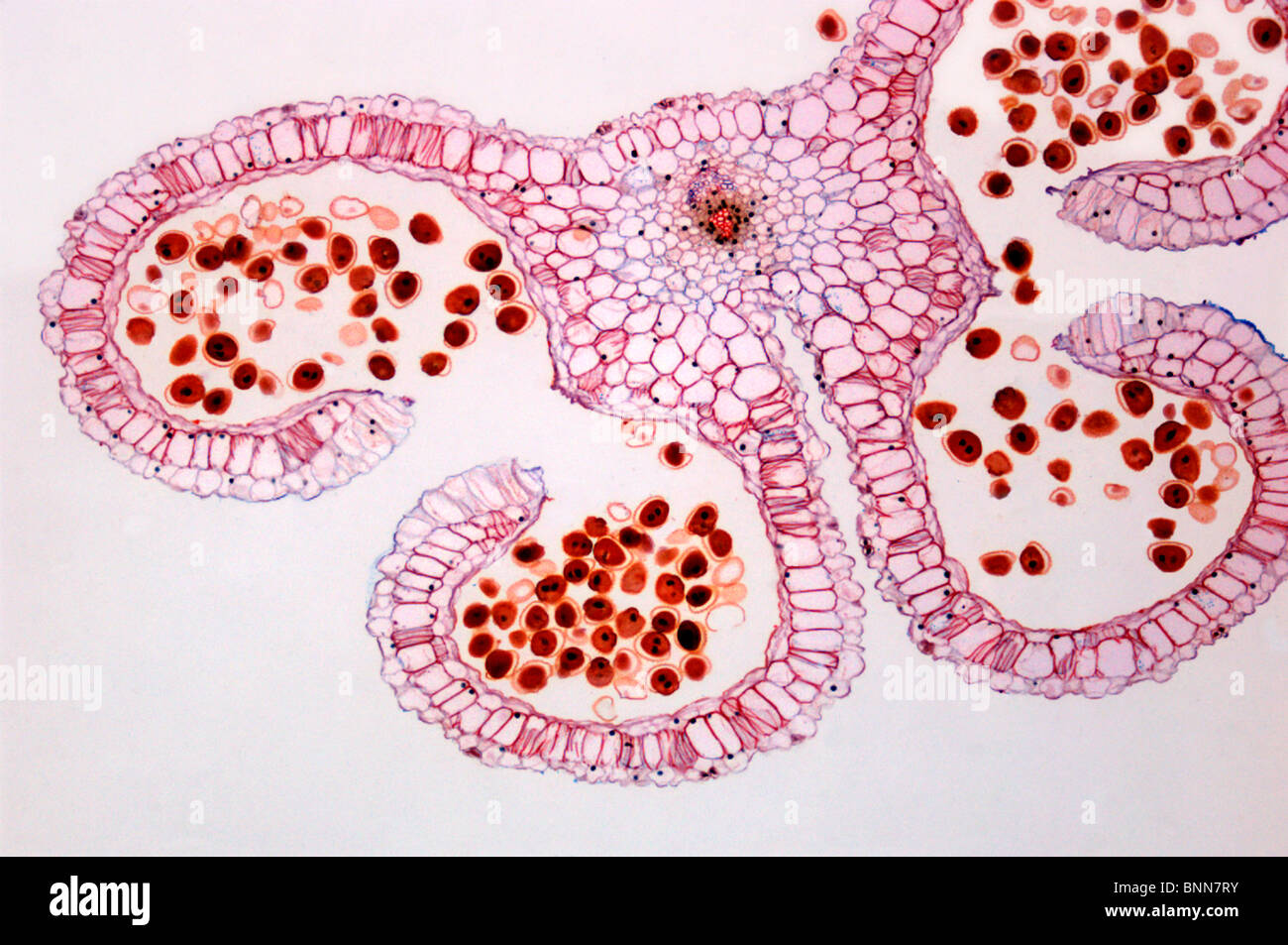 Lilium anther micrograph hi-res stock photography and images - Alamy