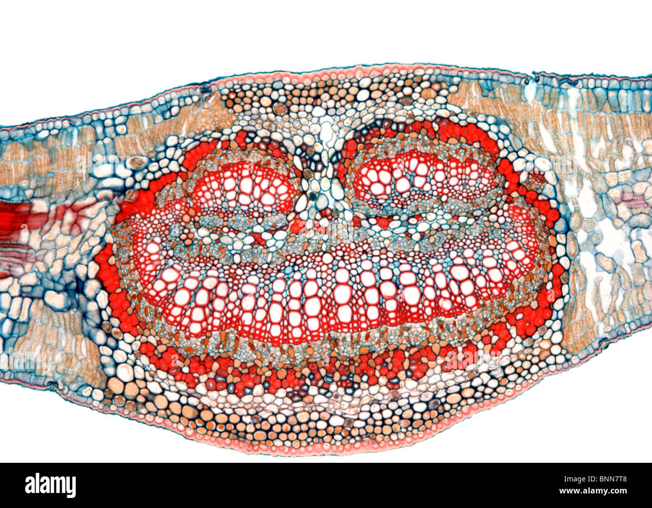 Leaf micrograph section hi-res stock photography and images - Alamy