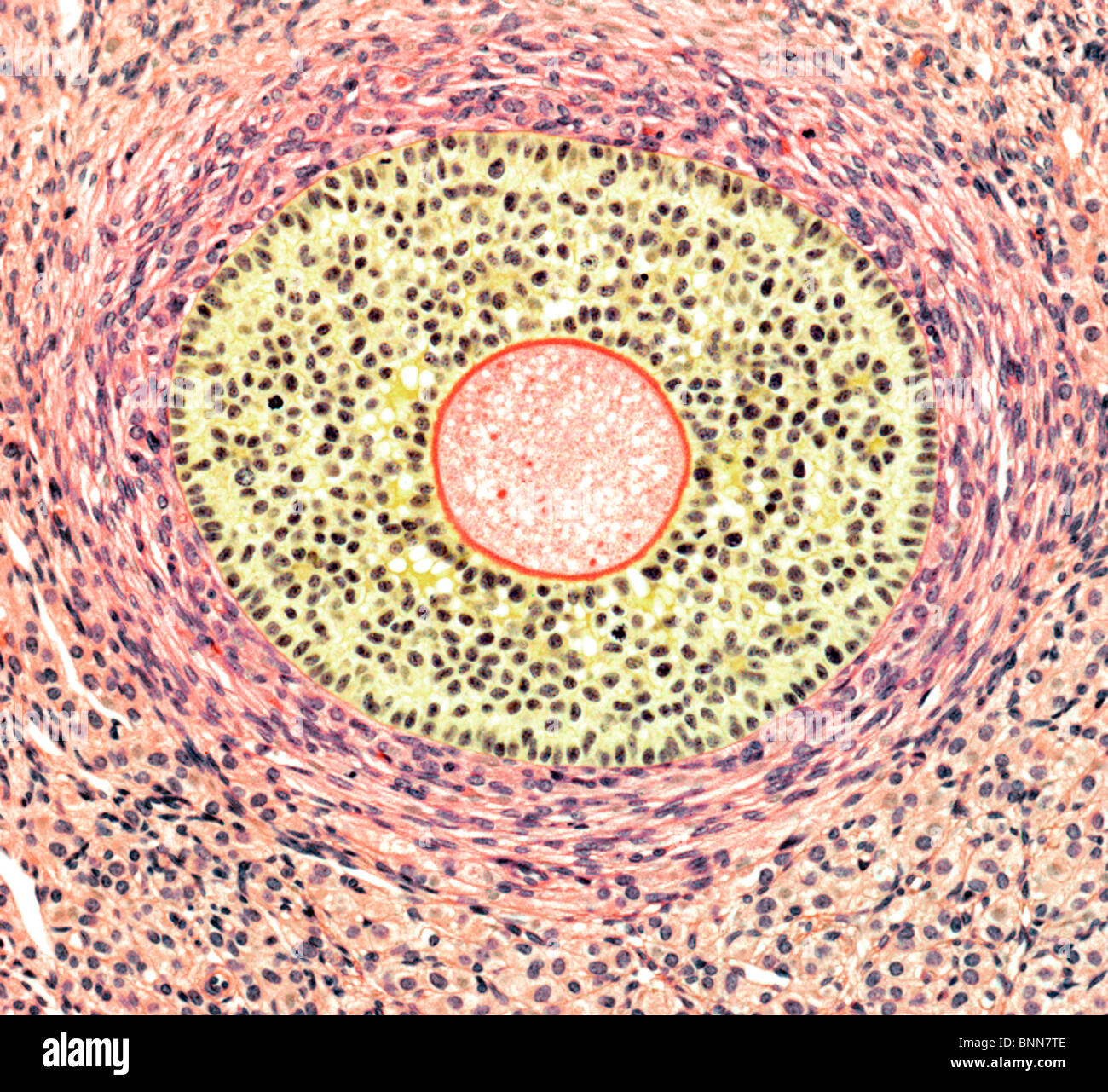Ovarian follicle hi-res stock photography and images - Alamy