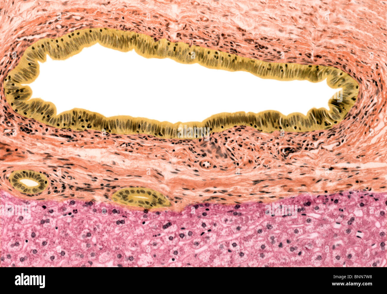 Microvilli hi-res stock photography and images - Alamy