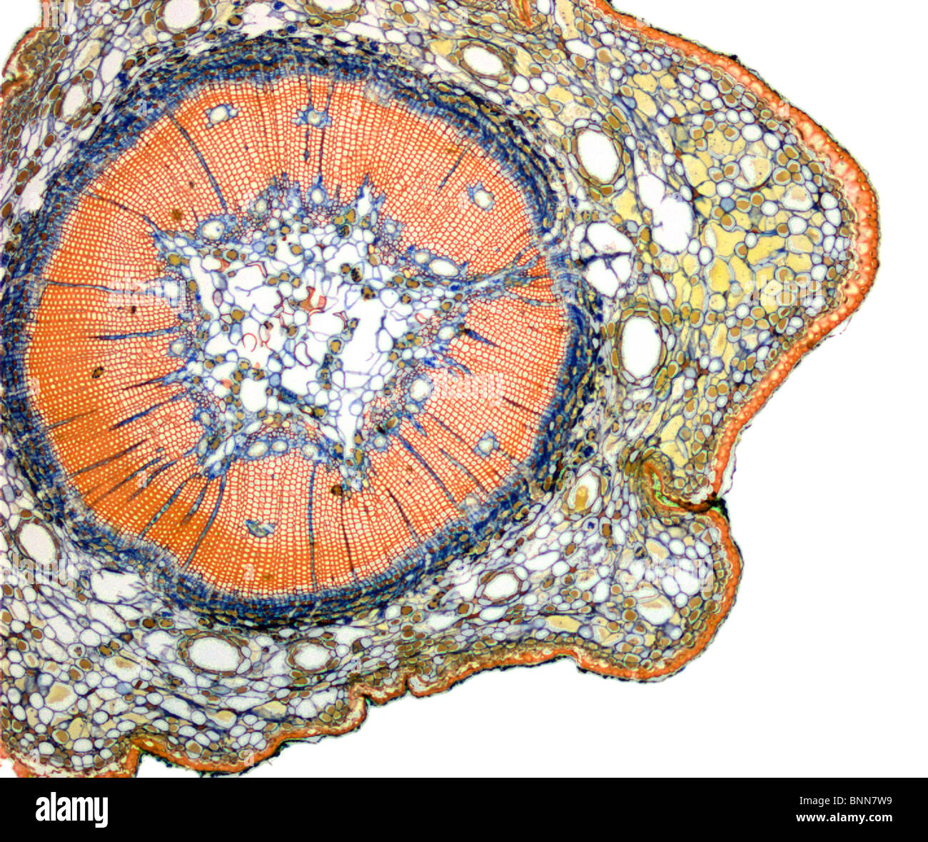 Young pine tree stem, light micrograph Stock Photo - Alamy Young pine tree stem, light micrograph Stock Photo - Alamy