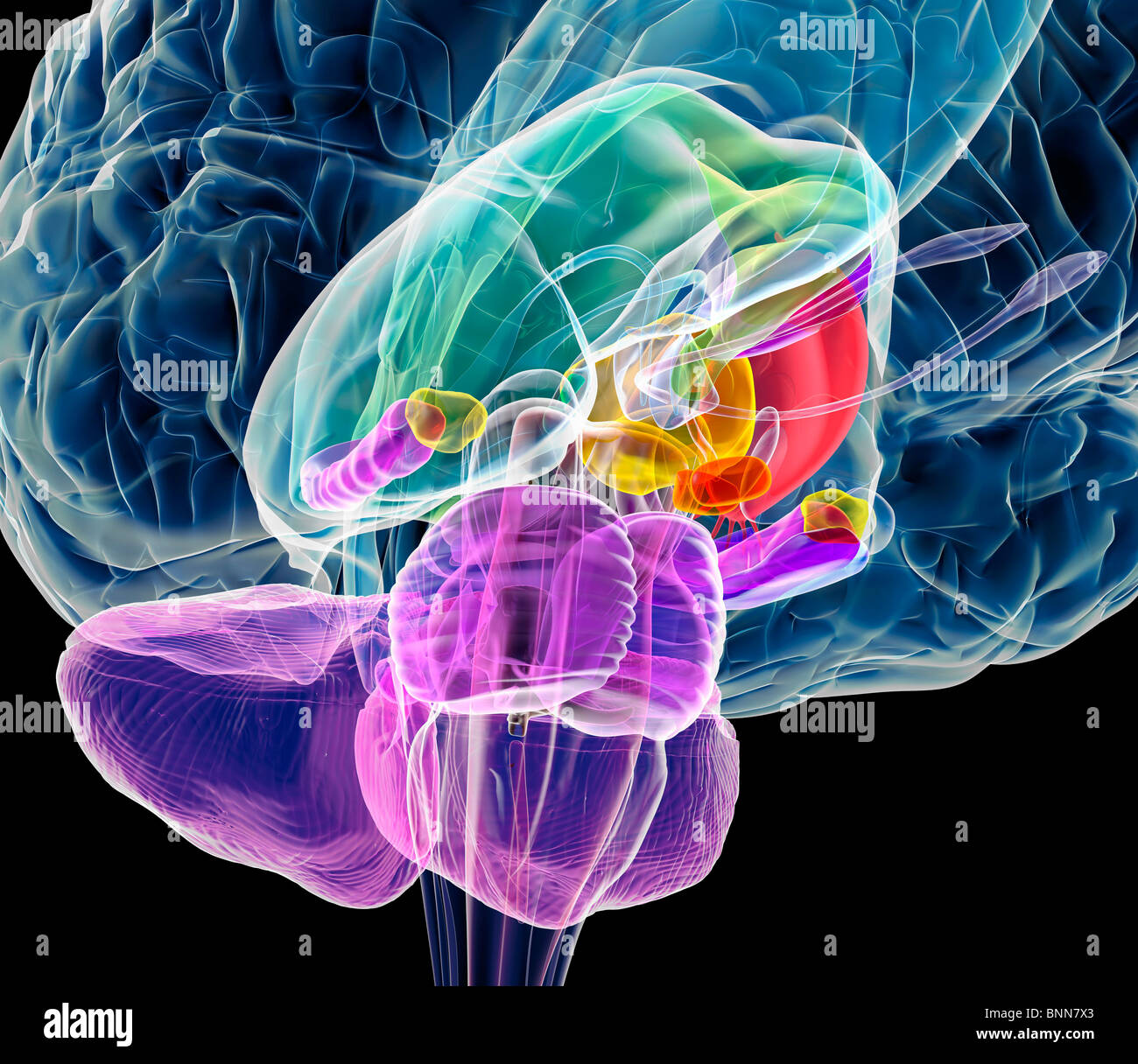 Brain anatomy, artwork Stock Photo - Alamy