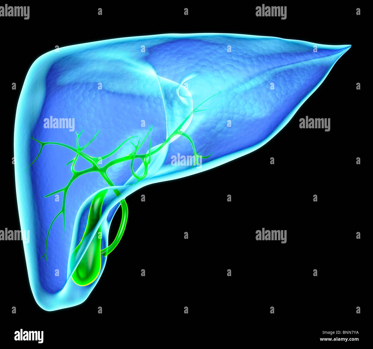 Human liver, artwork Stock Photo - Alamy