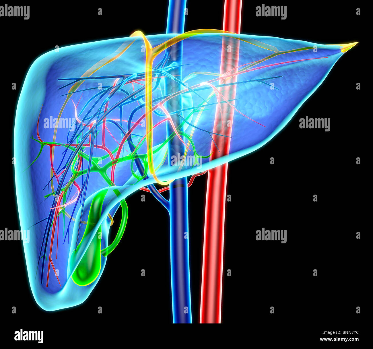 Human liver, artwork Stock Photo - Alamy